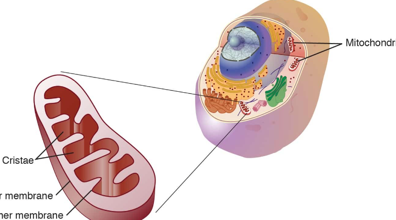 Riboxom là gì? Cấu trúc và chức năng của Ribosome?